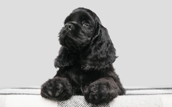Tri Color Cocker Spaniel Puppies