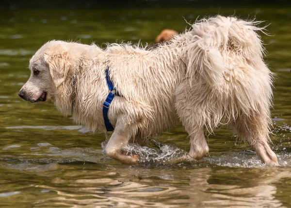 Adorable white dog playing in the water and enjoying the warm weather ...