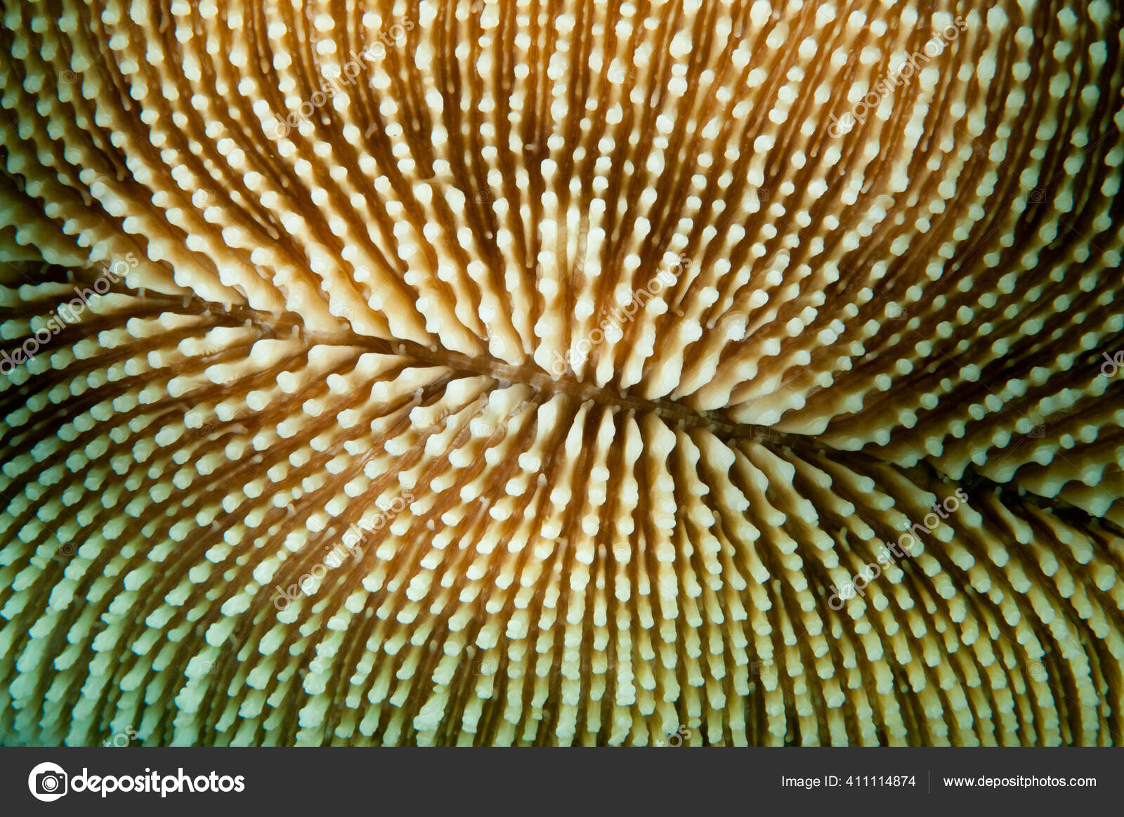 Brain Coral Texture