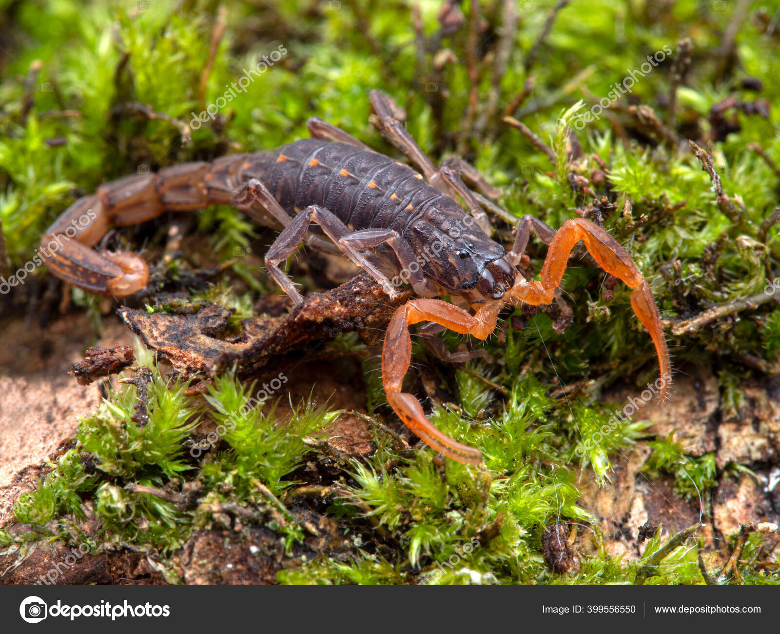 Scorpion With Babies On Back