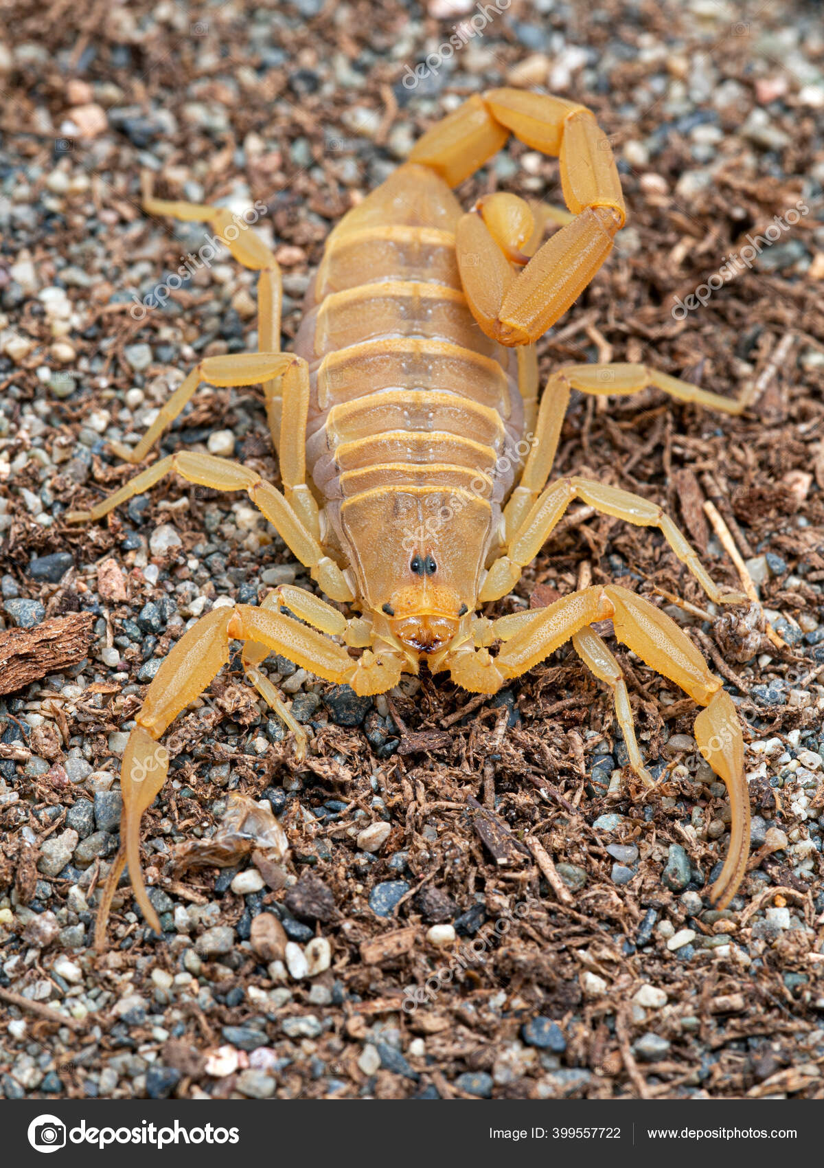 Scorpion With Babies On Back
