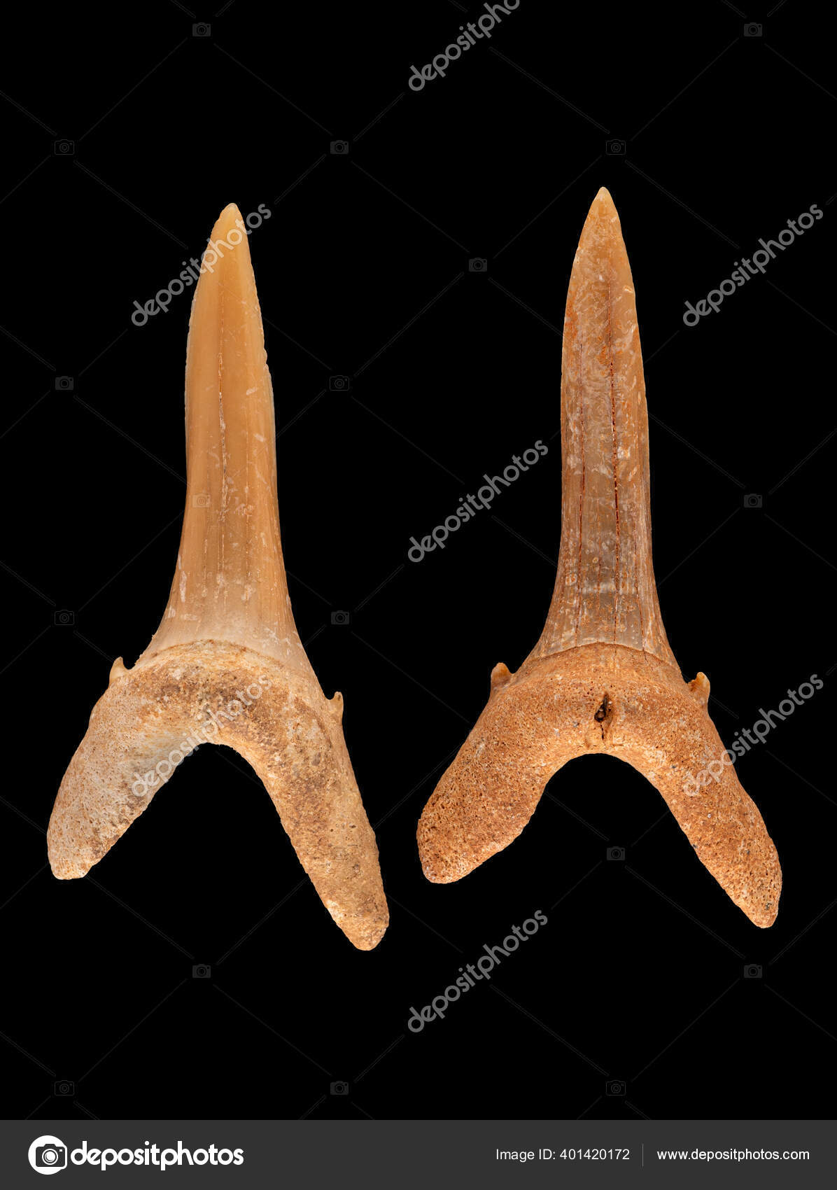 Two Fossil Anterior Teeth Sand Tiger Shark Carcharias Taurus Sand ...