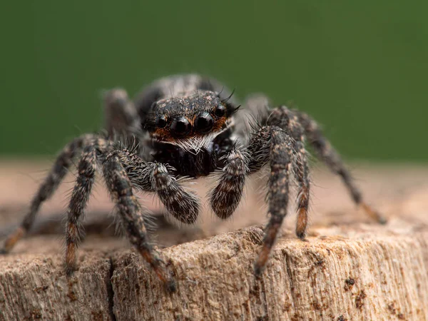 Cute spider Stock Photos, Royalty Free Cute spider Images | Depositphotos
