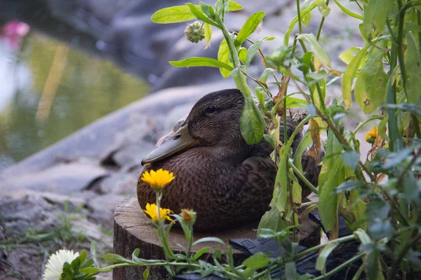 Pato florida Stock Photos, Royalty Free Pato florida Images | Depositphotos