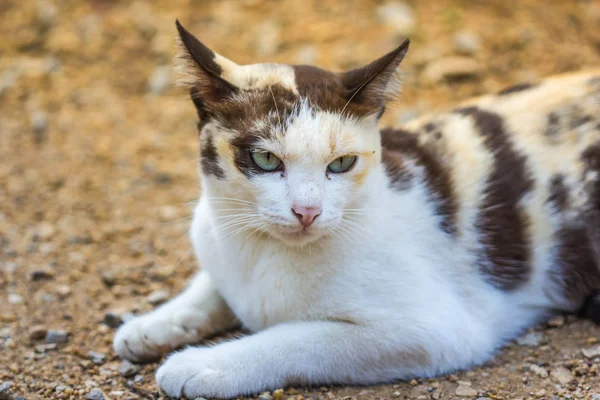 Tibetan cat Stock Photos, Royalty Free Tibetan cat Images | Depositphotos