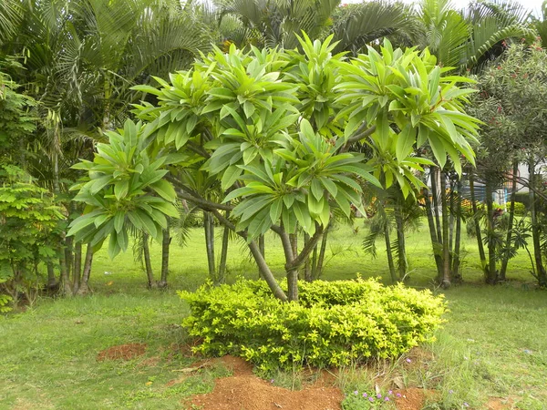 Plantasyon ise Stock Photos, Royalty Free Plantasyon ise Images ...