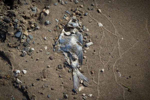 Pescado huesos Stock Photos, Royalty Free Pescado huesos Images ...