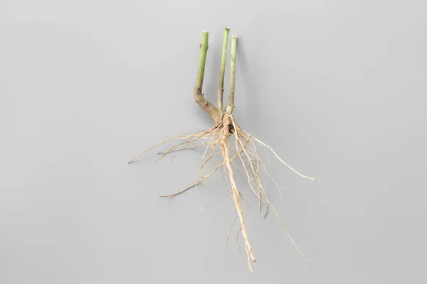 roots of tree no gray background. cause (a plant or cutting) to grow ...