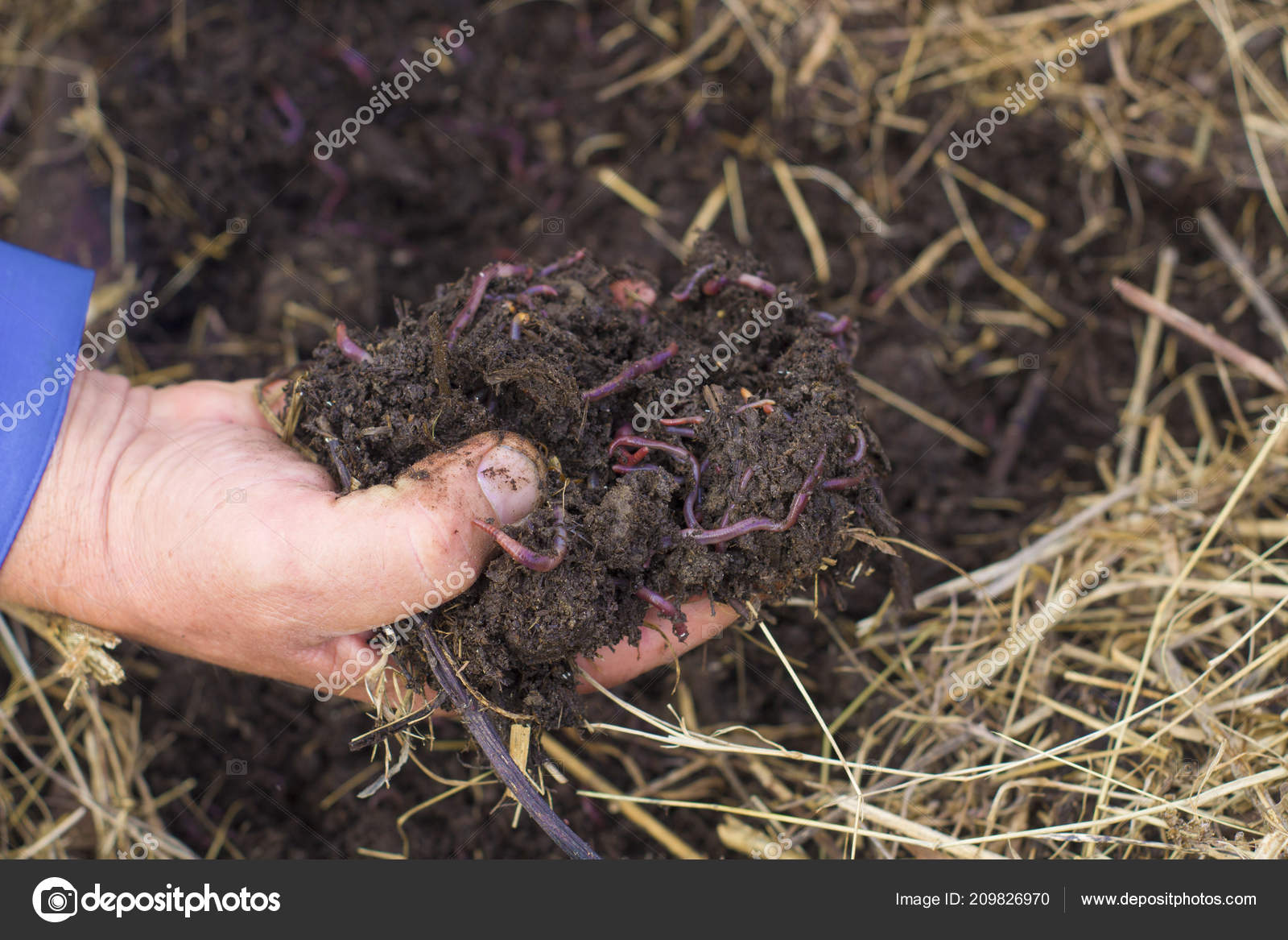 Worms Humus Man Hand Flock Dendrobena Worms Compost Manure Fertilizer ...