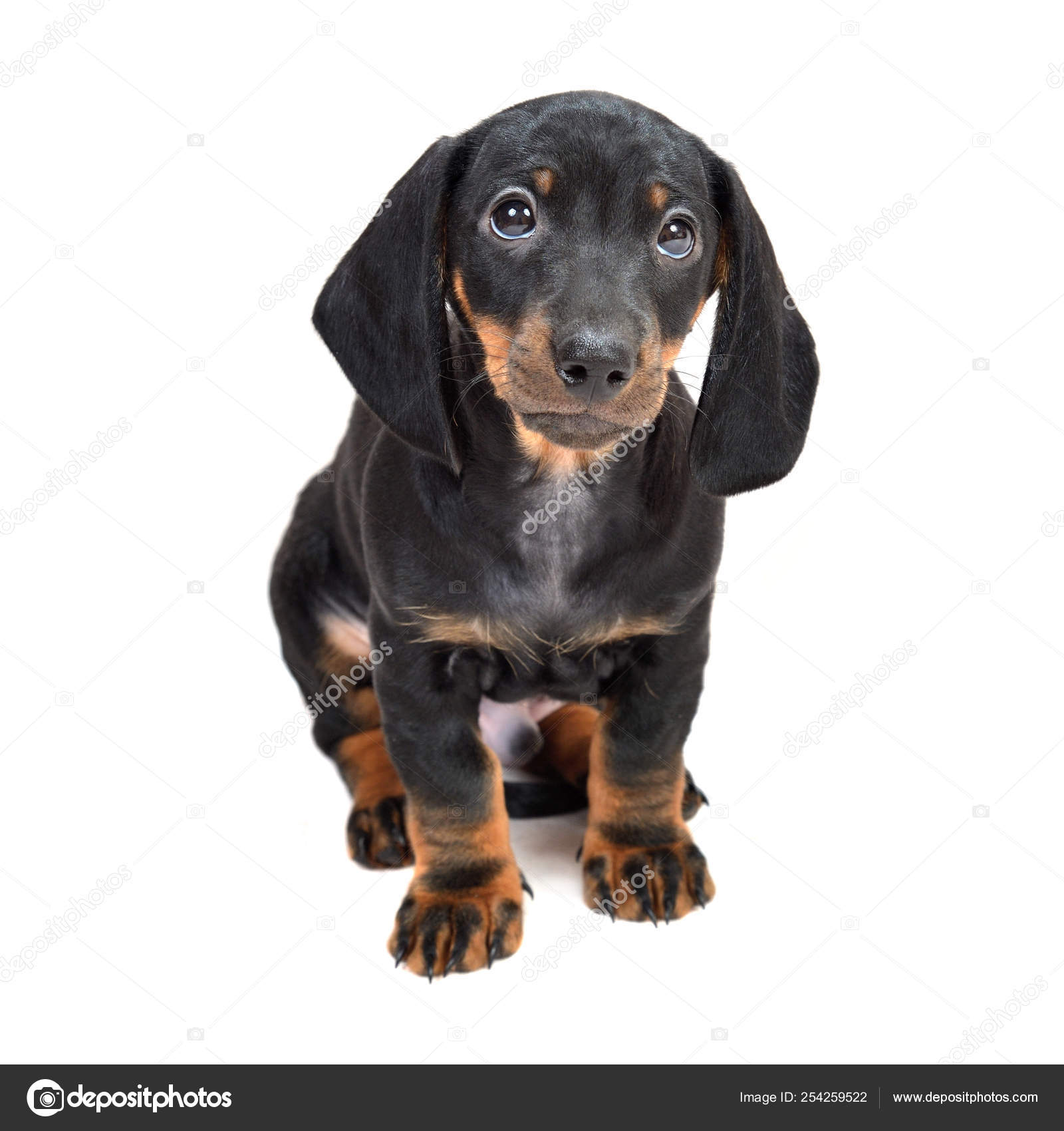 Black Wiener Puppies