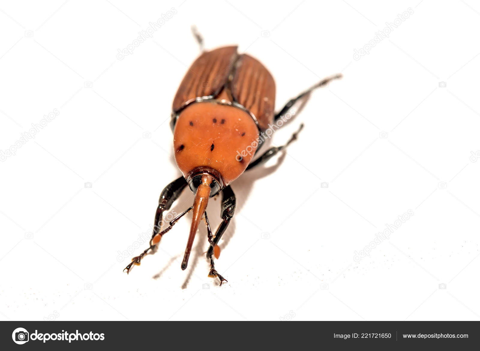 Red Palm Weevil Rhynchophorus Ferrugineus Isolated White Background ⬇ ...