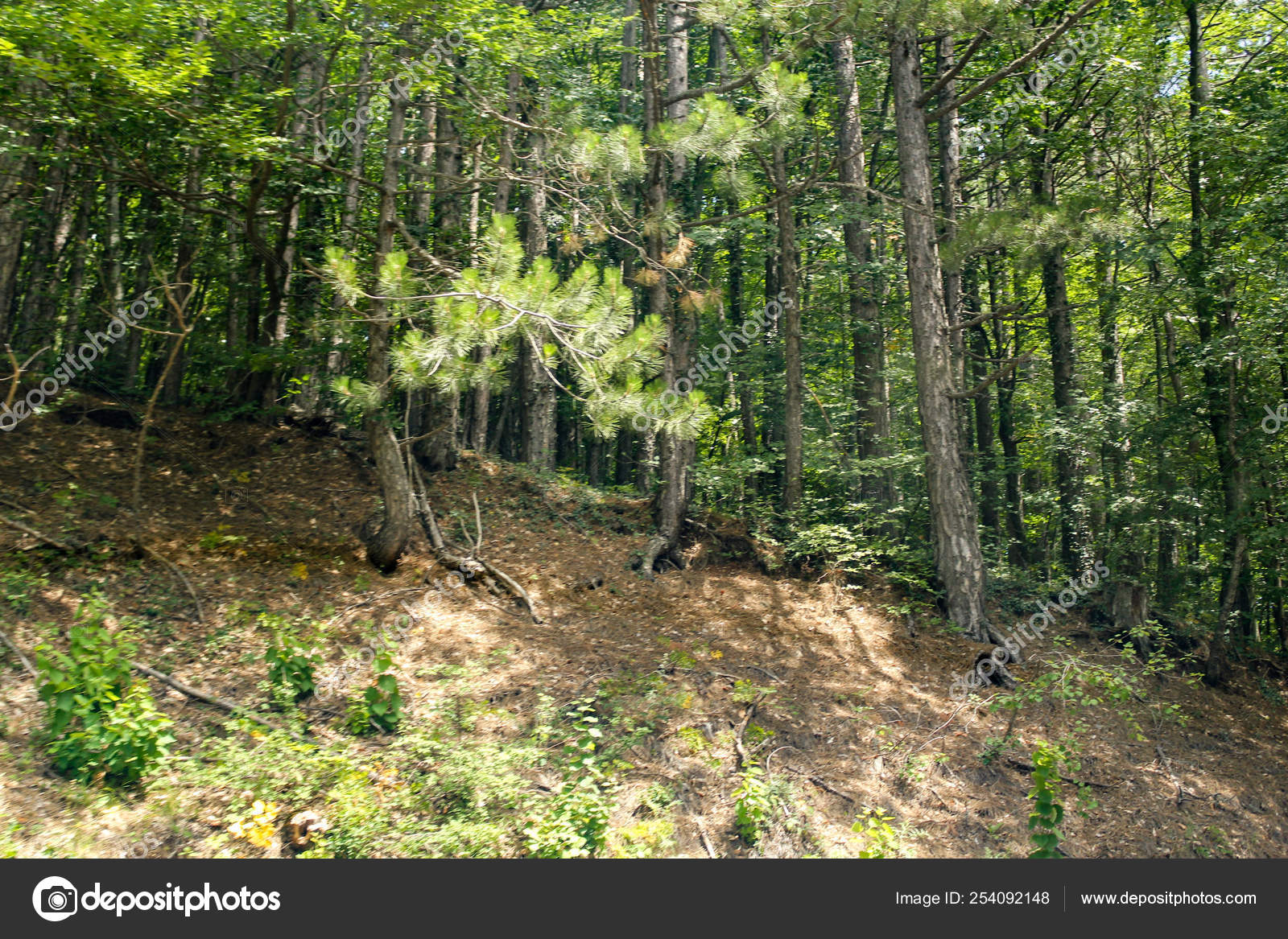 Forest on the slope. — Stock Photo © nikey #254092148