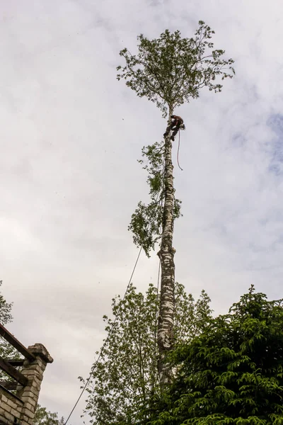 Tower pruning fotos de stock, imágenes de Tower pruning sin royalties ...