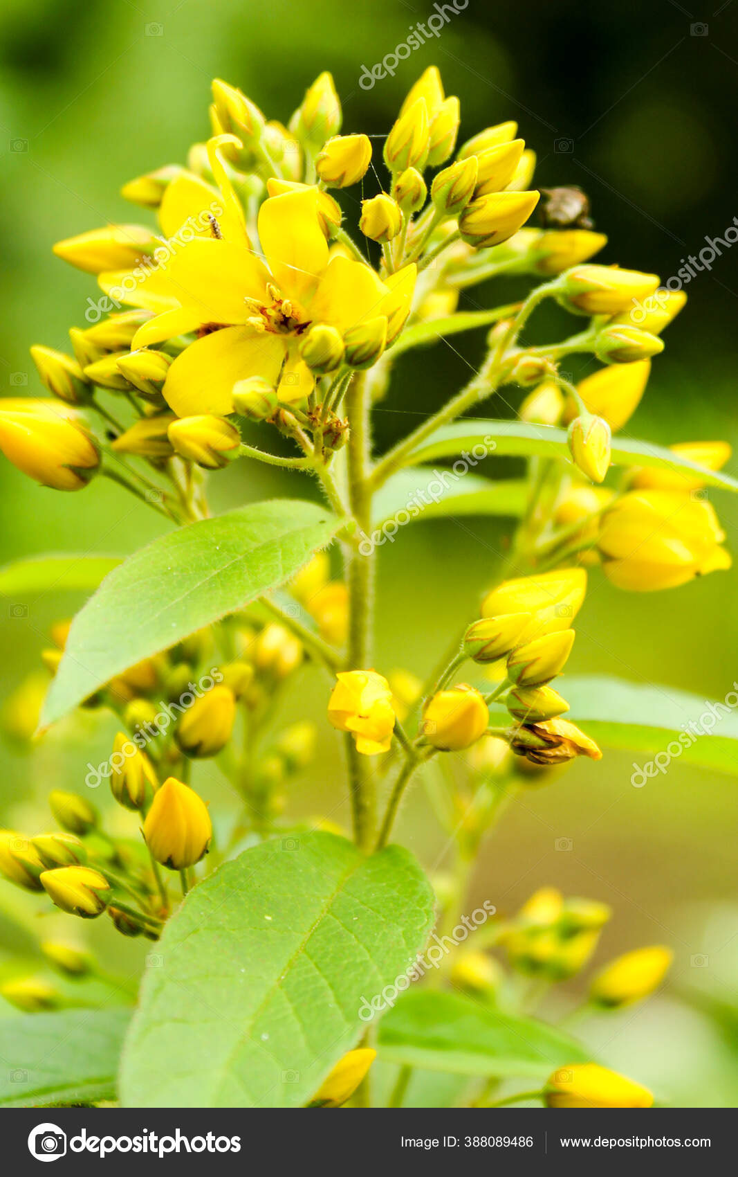 Yellow Inflorescence Hypericum Flowers Nature Plants Summer ⬇ Stock ...