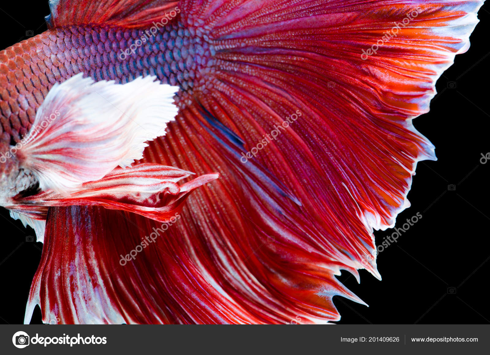 Red Fighting Fish Tail Texture Isolated Black Background — Stock Photo ...