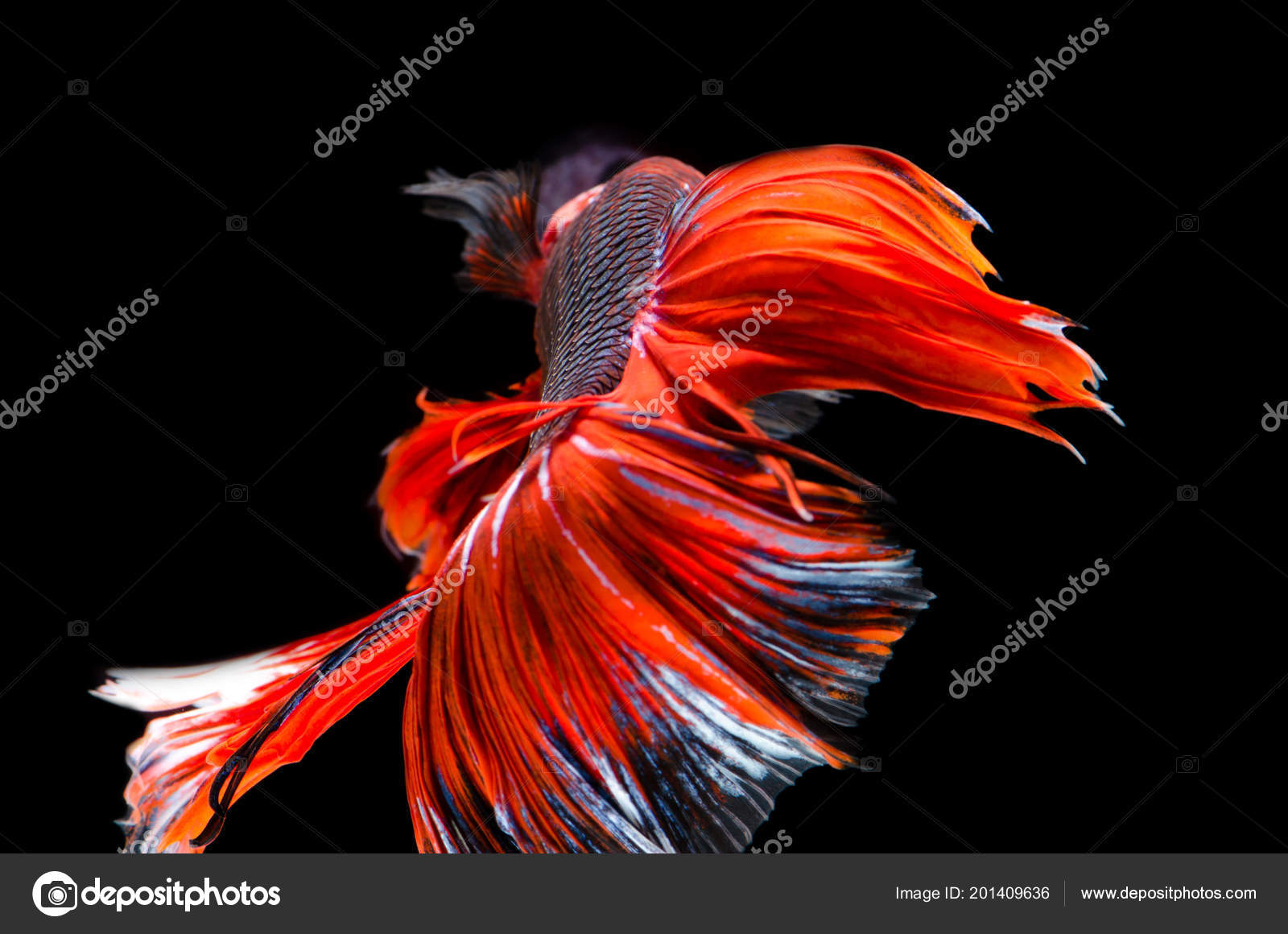 Red Dragon Siamese Fighting Fish Movement Isolated Black Background ⬇ ...