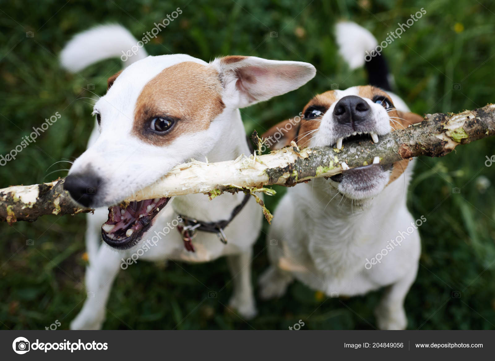 Jack russells fight over stick — Stock Photo © kkolosov #204849056