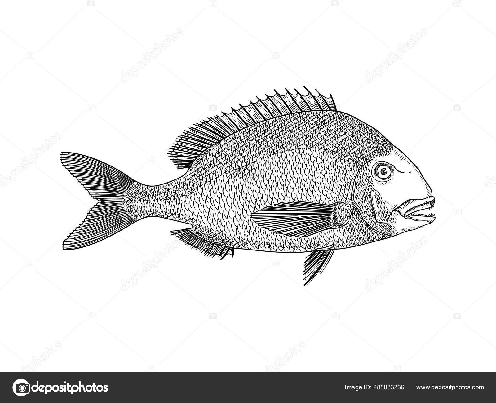 Mar Bream vector ilustración Vector de stock por ©PennaPazza 288883236