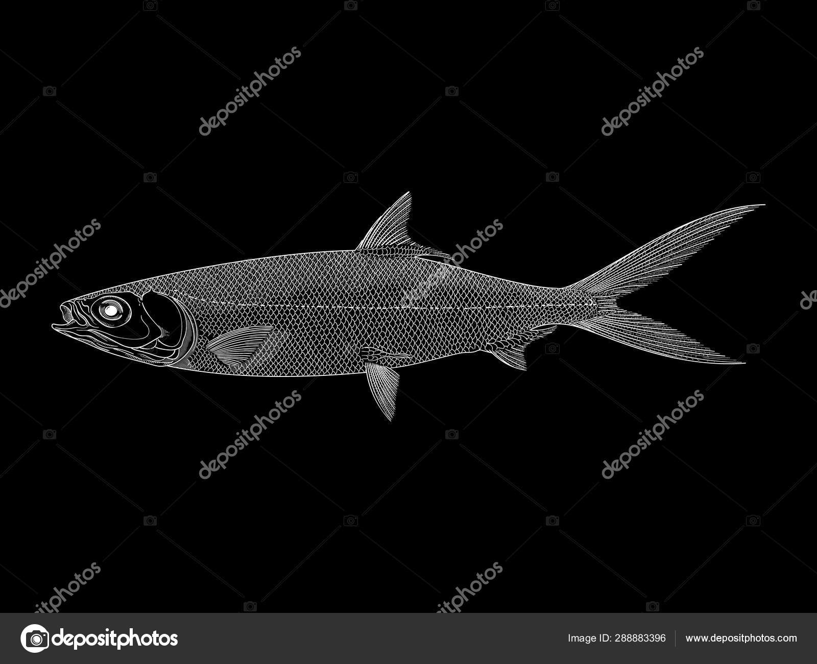White on black Milkfish vector illustration Stock Vector Image by ...