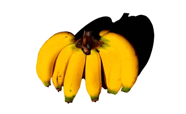 Banana plant painting Stock Photos, Royalty Free Banana plant painting ...