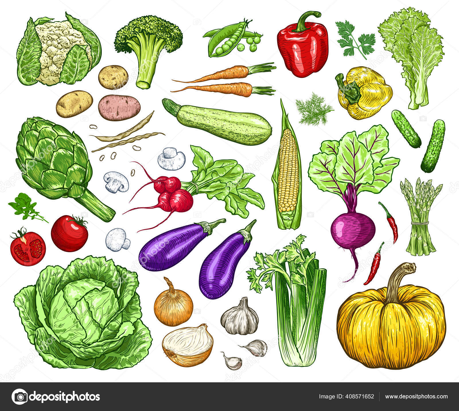 Hand Drawn Fresh Vegetables Set Template Your Design Works Engraved ...
