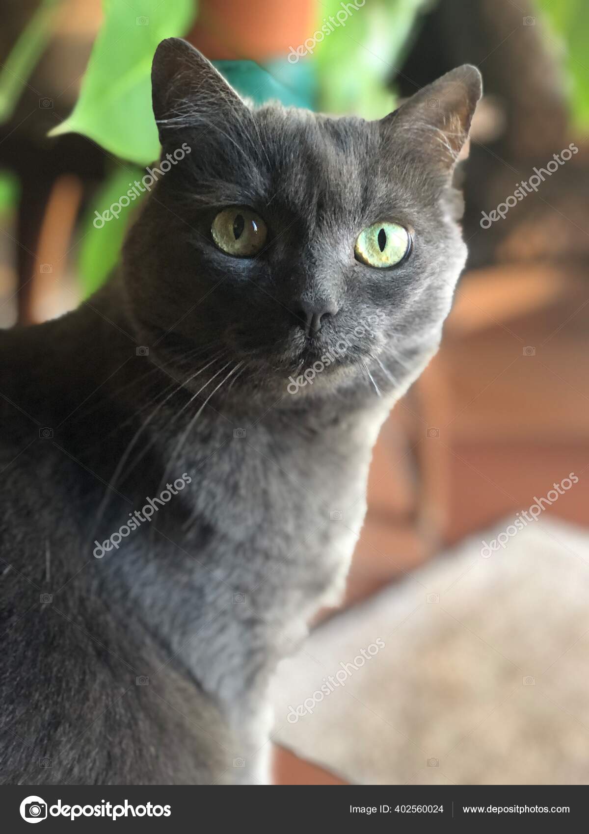 Mesmerizing Stare Beautiful Grey Cat — Stock Photo © DeidreM #402560024