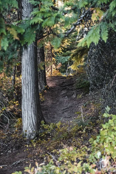 Shaded Forest Trail Through the Trees of Glacier National Park - Stock ...
