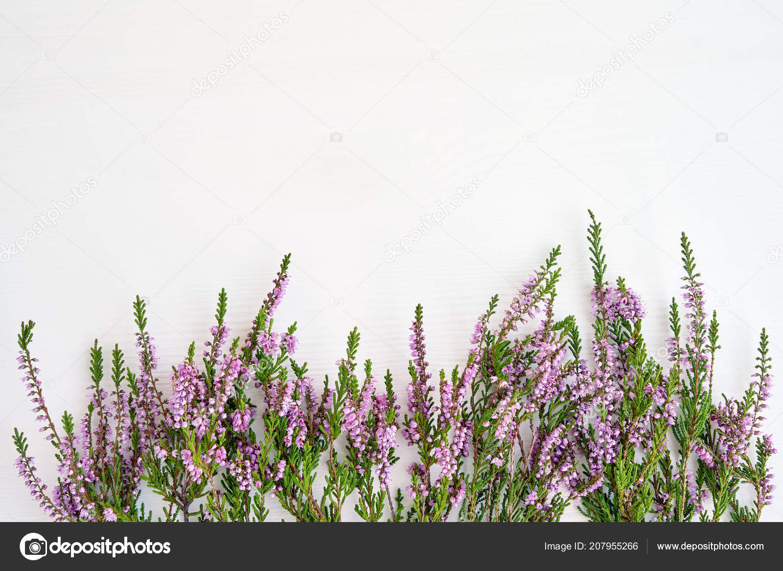 Border Common Heather White Wooden Background Copy Space Top View Stock ...