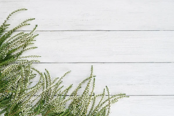 Border Common Heather White Wooden Background Copy Space Top View Stock ...