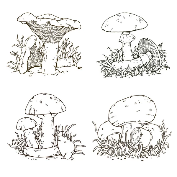 Az erdei gombák ehető gombák Stock fotók, Az erdei gombák ehető gombák ...