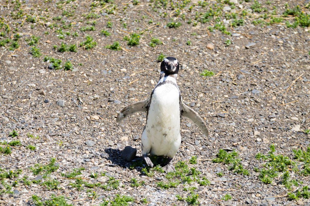 Pingüino magallánico en la playa de la isla Martillo, Ushuaia 2025