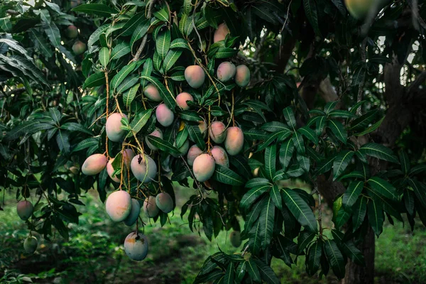 Mango plantation Stock Photos, Royalty Free Mango plantation Images ...