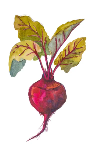 Beet root drawing Stock Photos, Royalty Free Beet root drawing Images ...