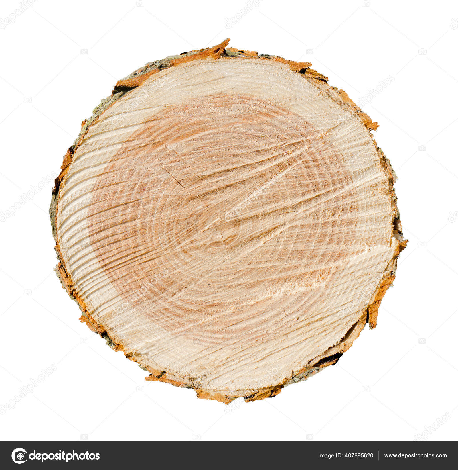 Cross Section Flat Tree Trunk Showing Growth Rings Isolated White Stock ...