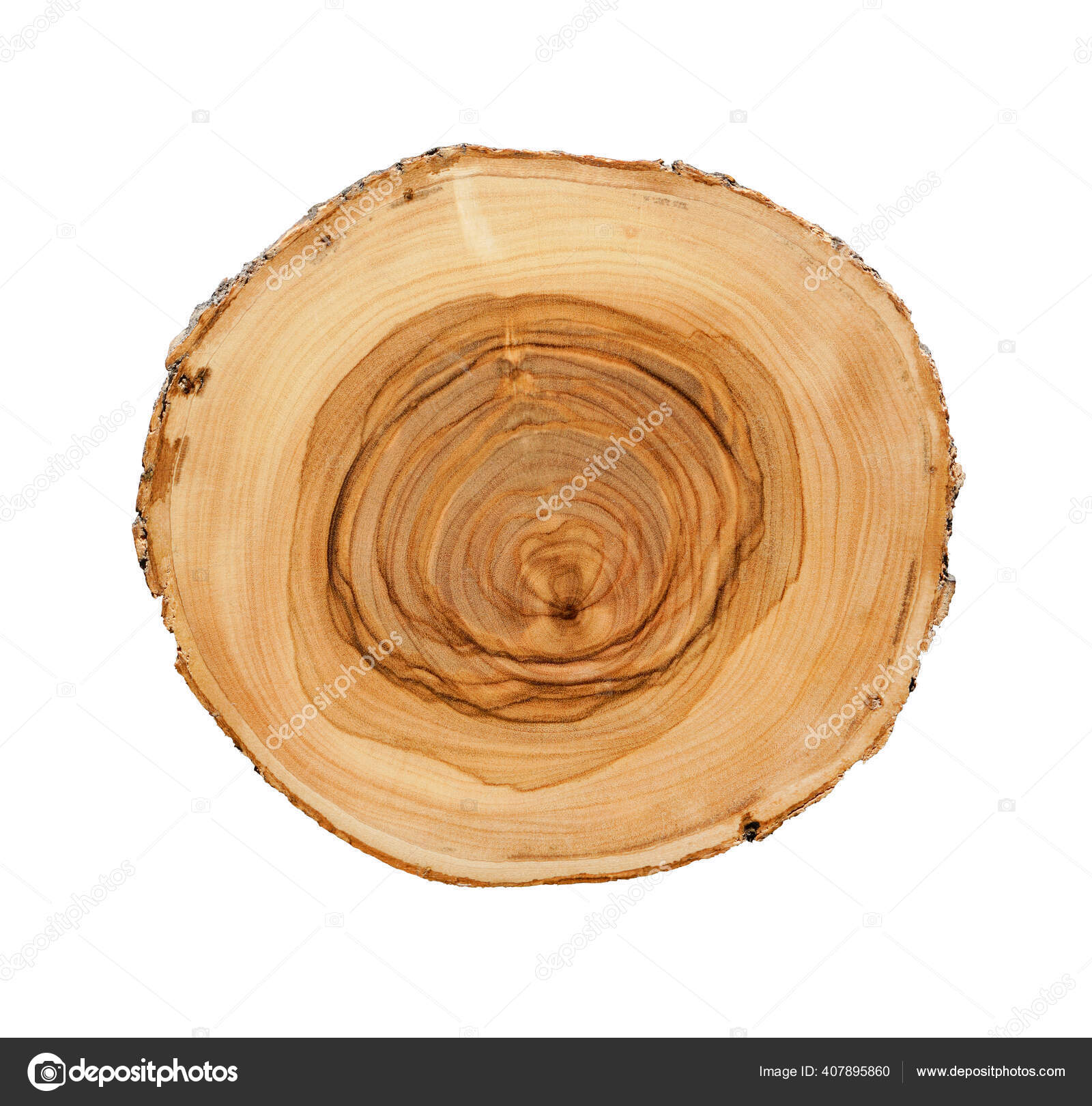 Big Tree Trunk Slice Cut Woods Textured Surface Rings Cracks Stock ...