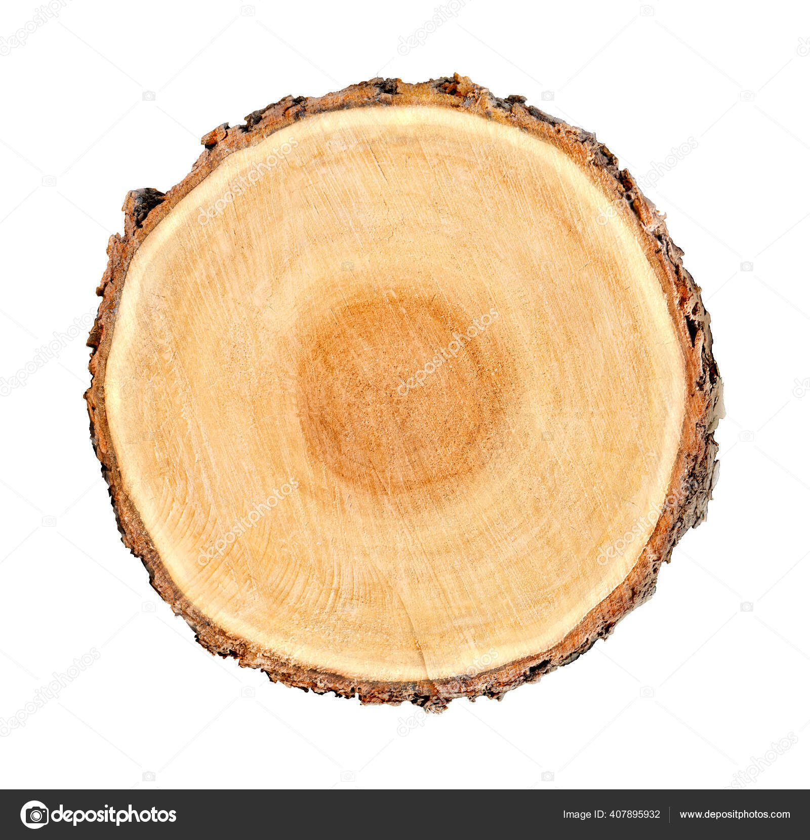 Big Tree Trunk Slice Cut Woods Textured Surface Rings Cracks Stock ...