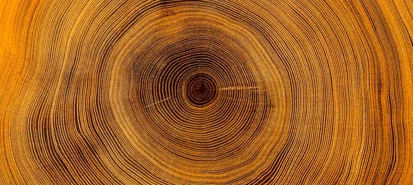 Wood end grain Images - Search Images on Everypixel