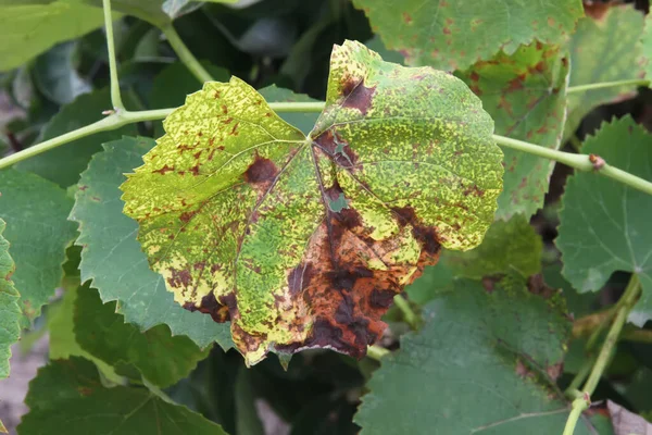 Grape leaves with red spots. Rubella is grape. Primary signs of fungal disease. Viticulture ...