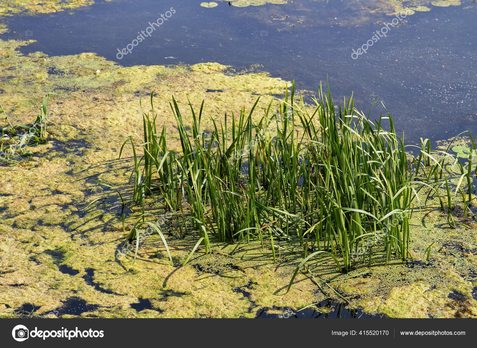 Eutrophication
