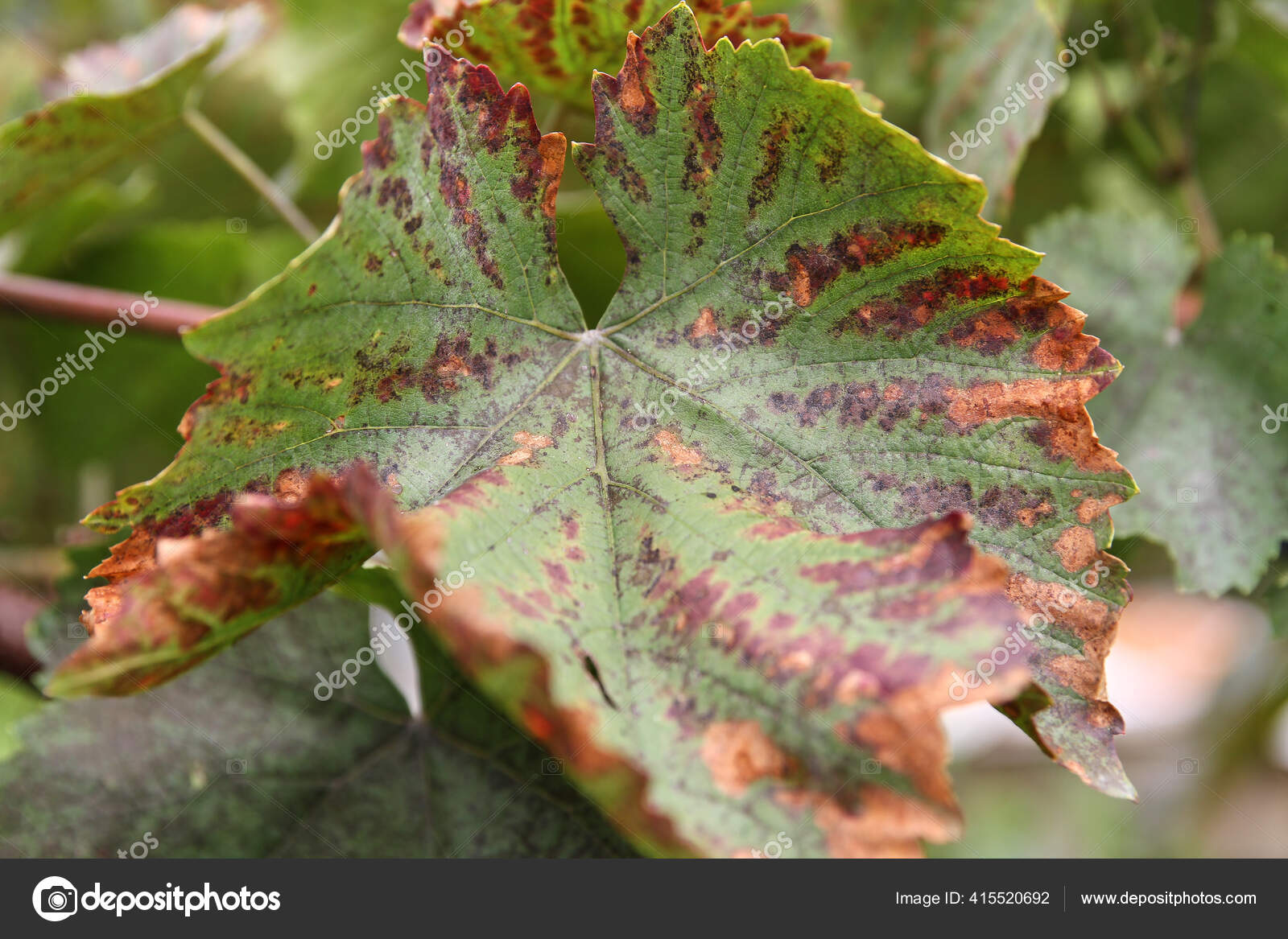 Leaves Fruits Green Grapes Spots Anthracose Mildew Oidium Grape Primary Stock Photo by ...