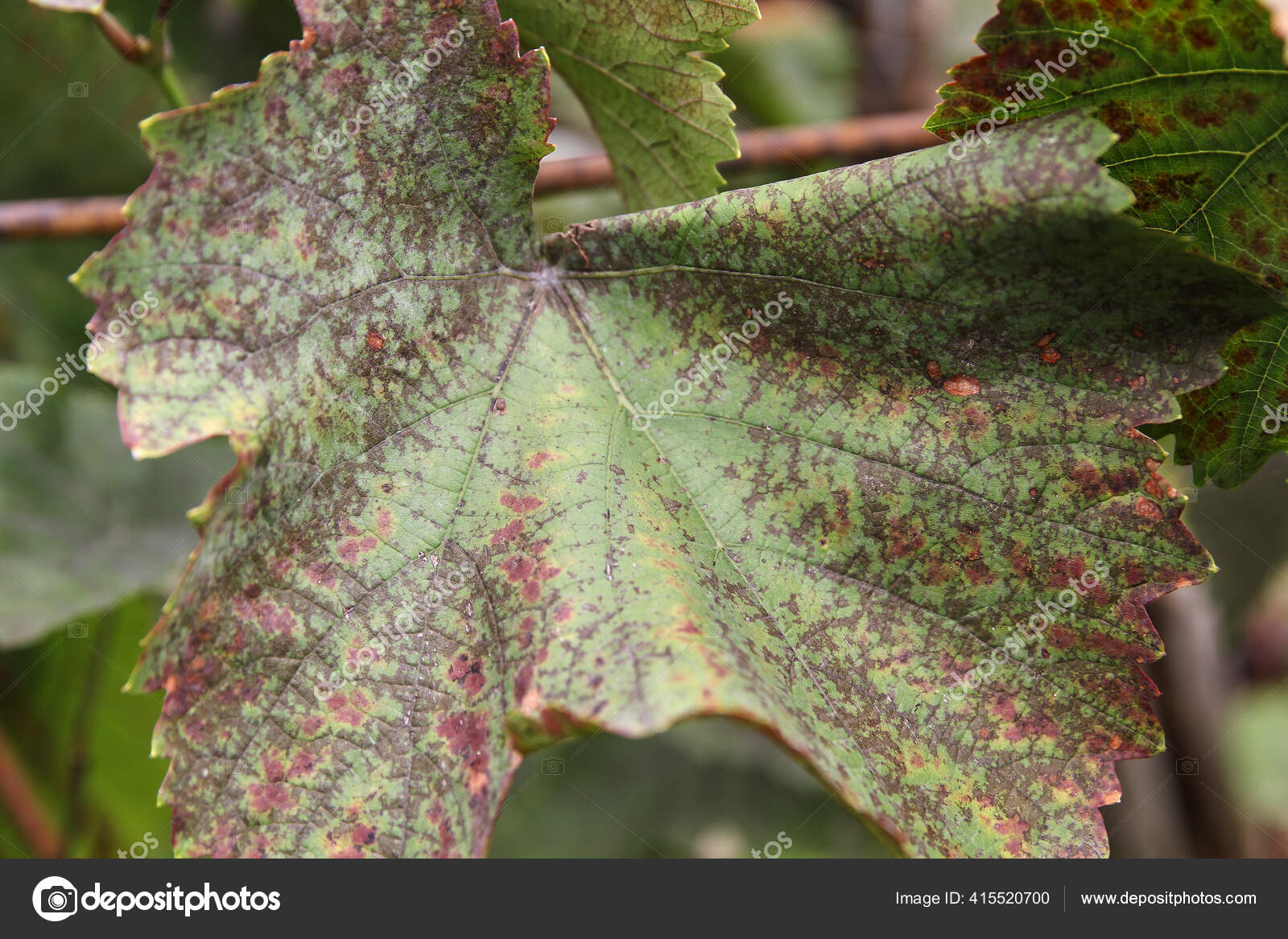 Leaves Fruits Green Grapes Spots Anthracose Mildew Oidium Grape Primary Stock Photo by ...