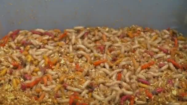 445 Maggots Videos, Royalty-free Stock Maggots Footage | Depositphotos