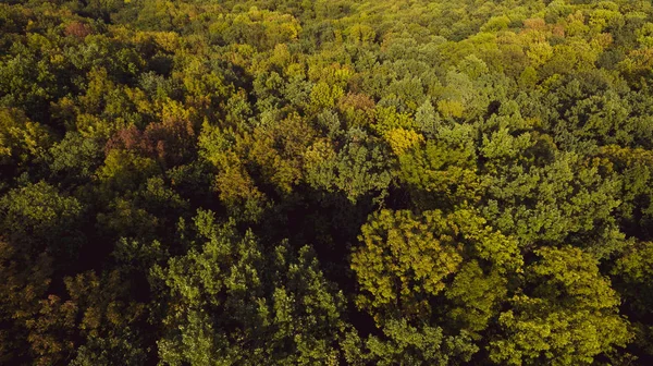 Green Forest Many Trees Height — Stock Photo © SergeyTay #308729536