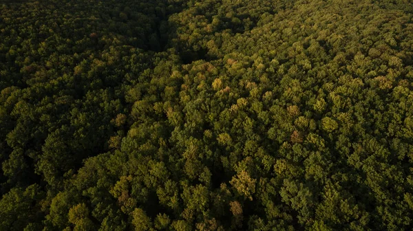 Green Forest Many Trees Height — Stock Photo © SergeyTay #308729536