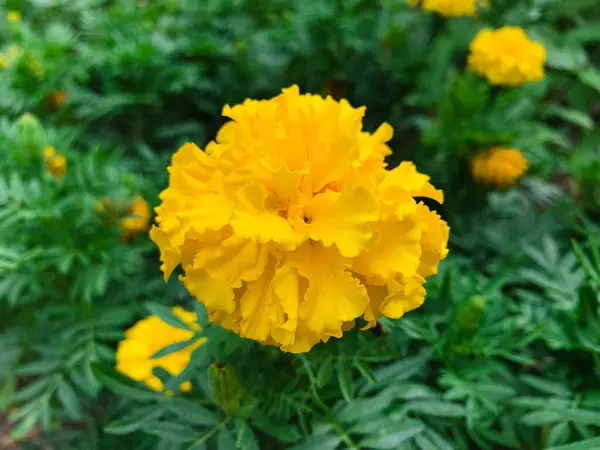 Japanese marigold bush Stock Photos, Royalty Free Japanese marigold ...