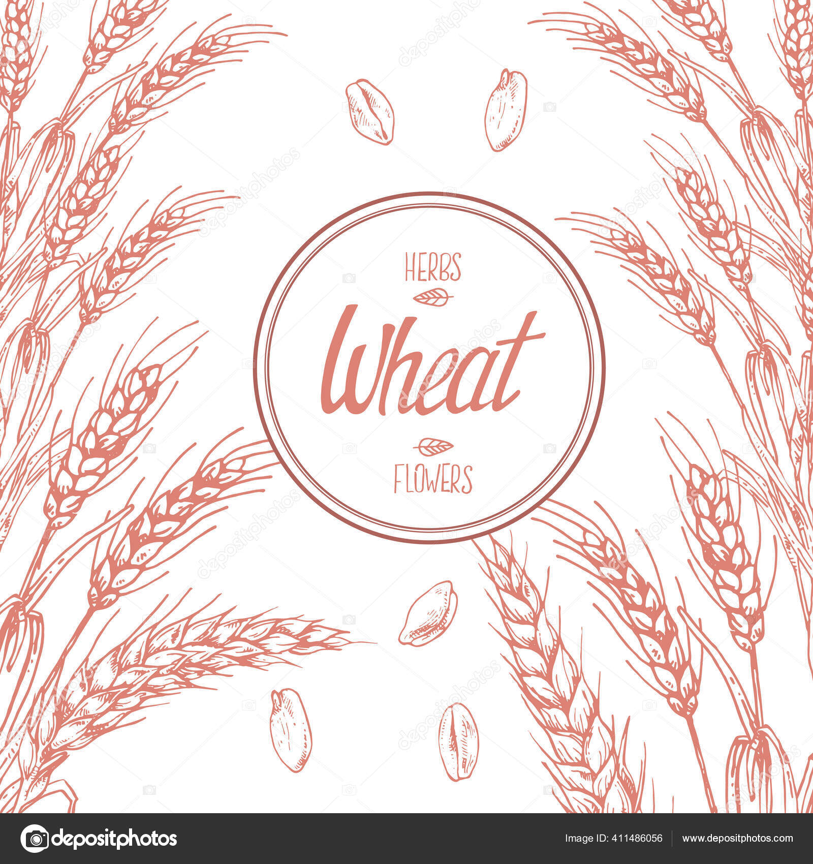 Hand Drawn Vector Illustration Wheat Stems Label Lettering Space Text ...