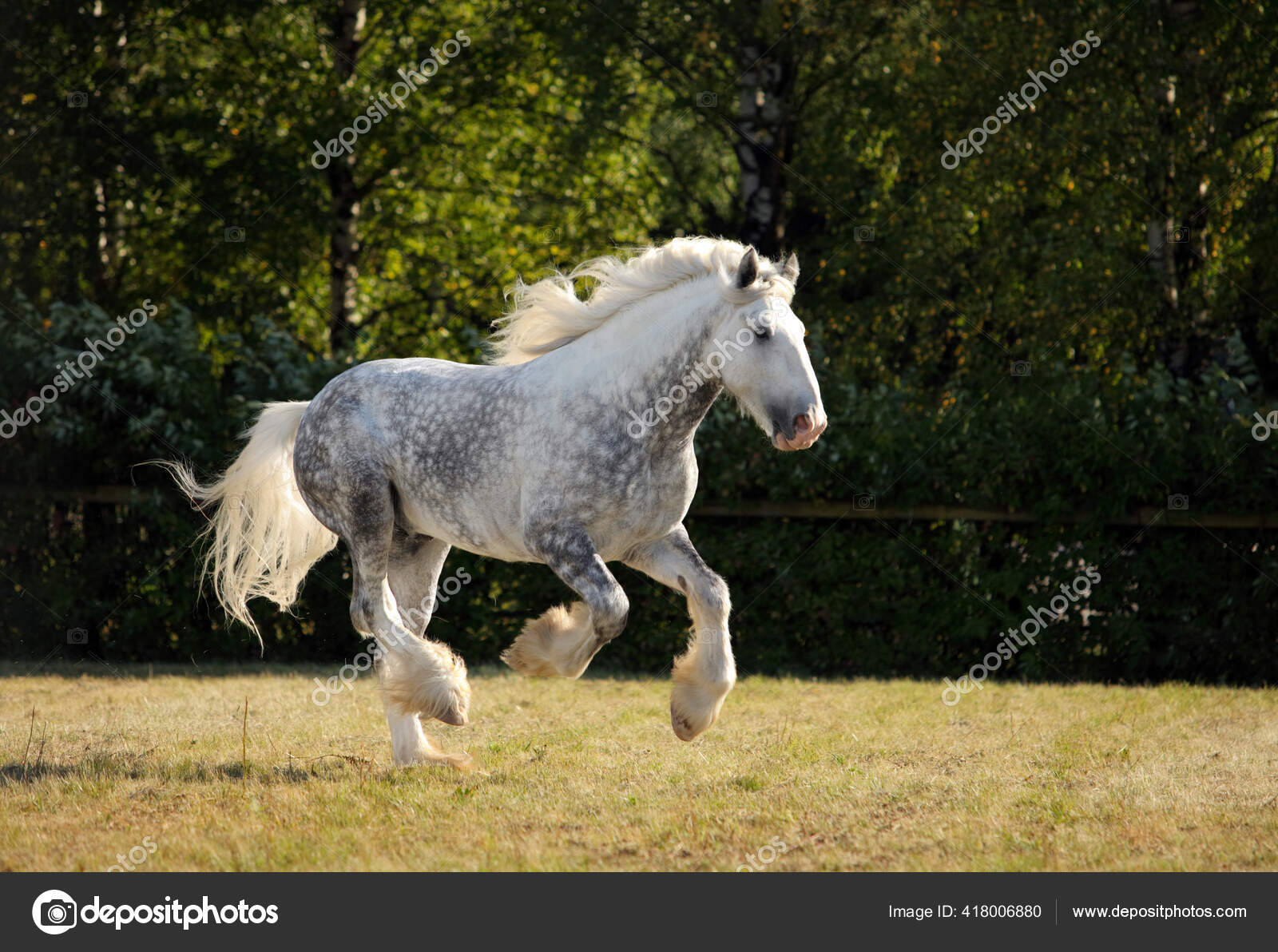 Grauer Percheron