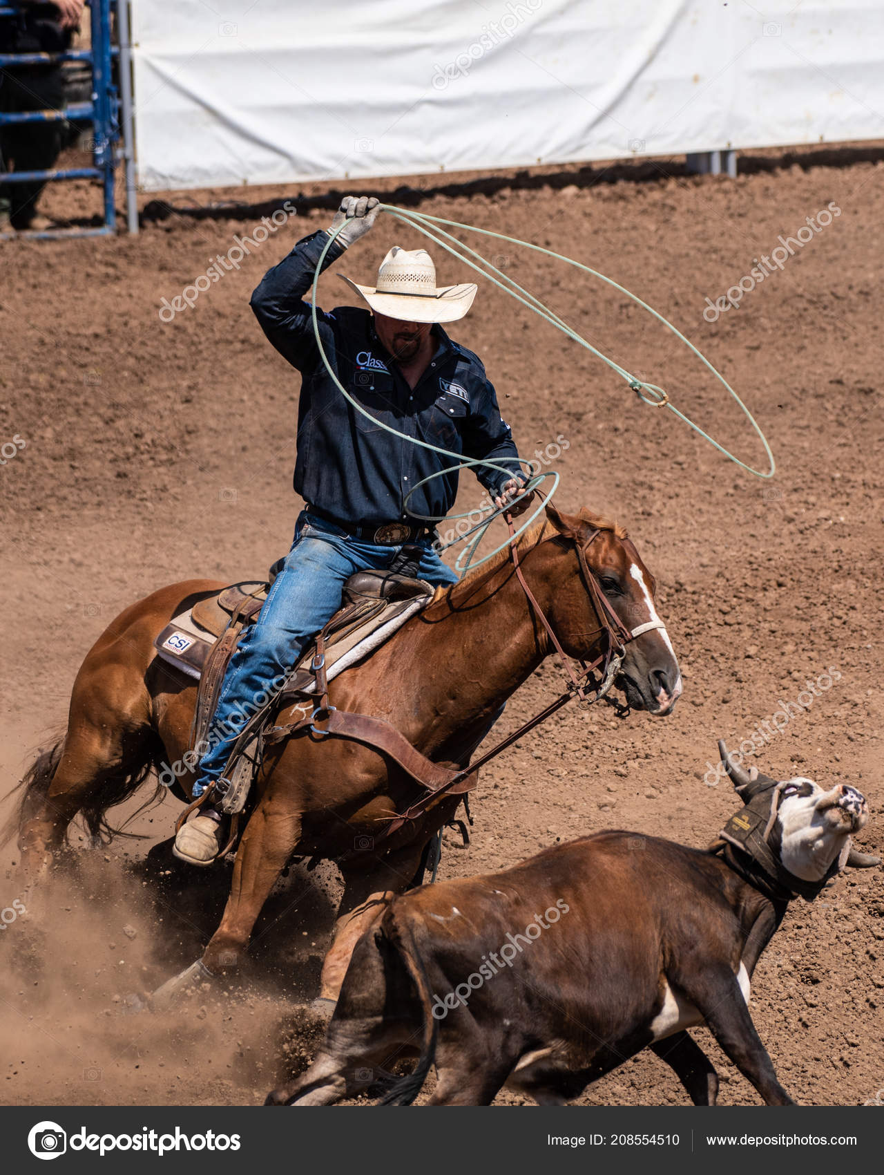 Cowboy Horse Cut Angle Escape Calf Team Cattle Roping Competition ...