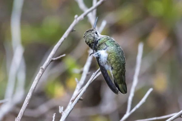 Outdoor trail hiking bird encounters. - Stock Image - Everypixel