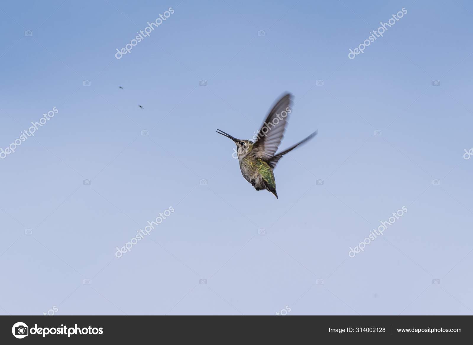 Flying birds maintaining morning routine. Stock Photo by ©motionshooter ...